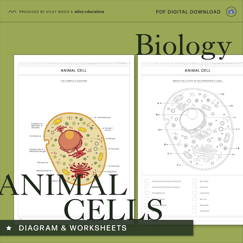Animal Cell Diagram & Differentiated Worksheets Science Educational ...
