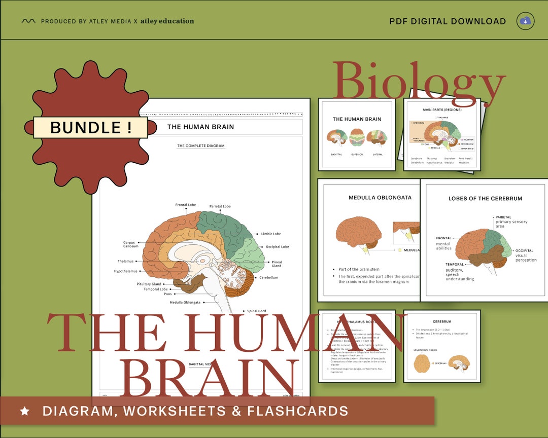 Biology Worksheets - the Ultimate Human Brain Learning BUNDLE ...