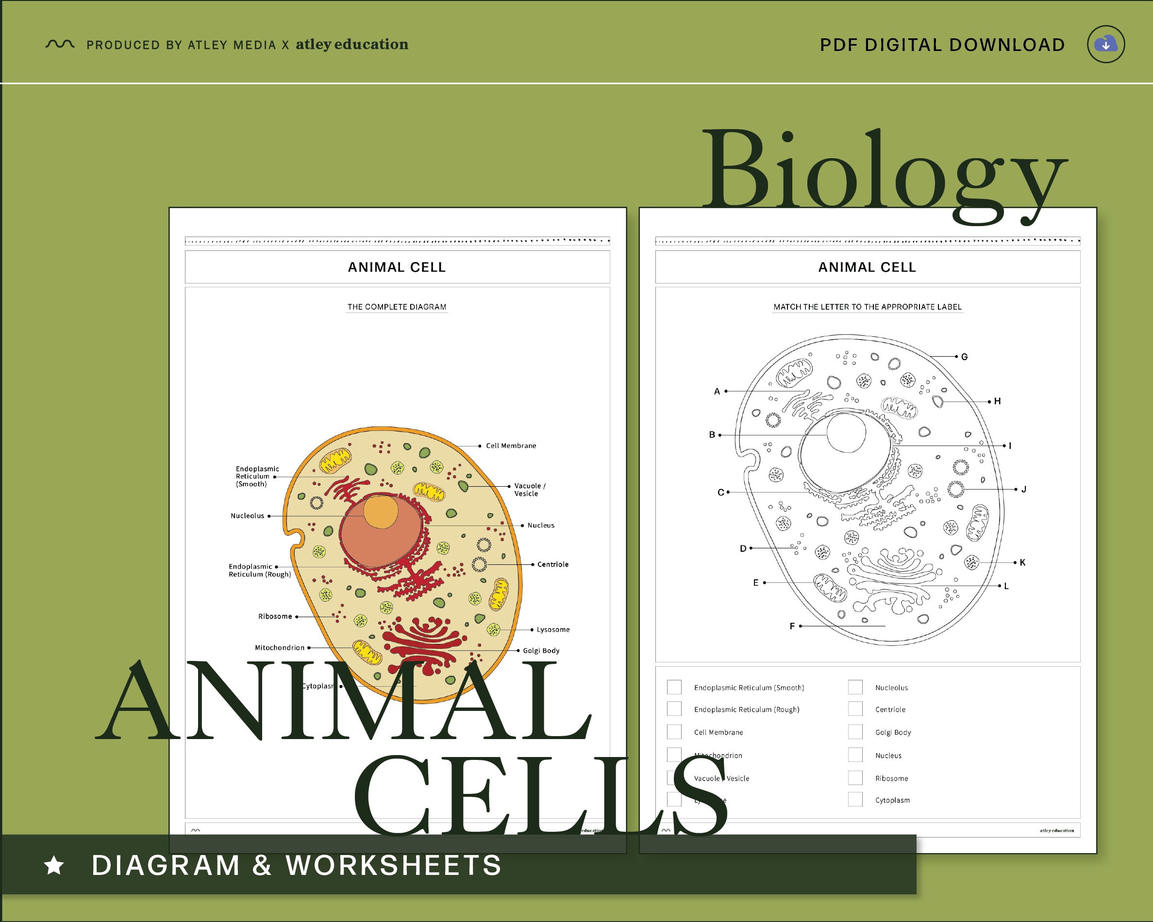 Animal Cell Diagram & Differentiated Worksheets Science Educational ...