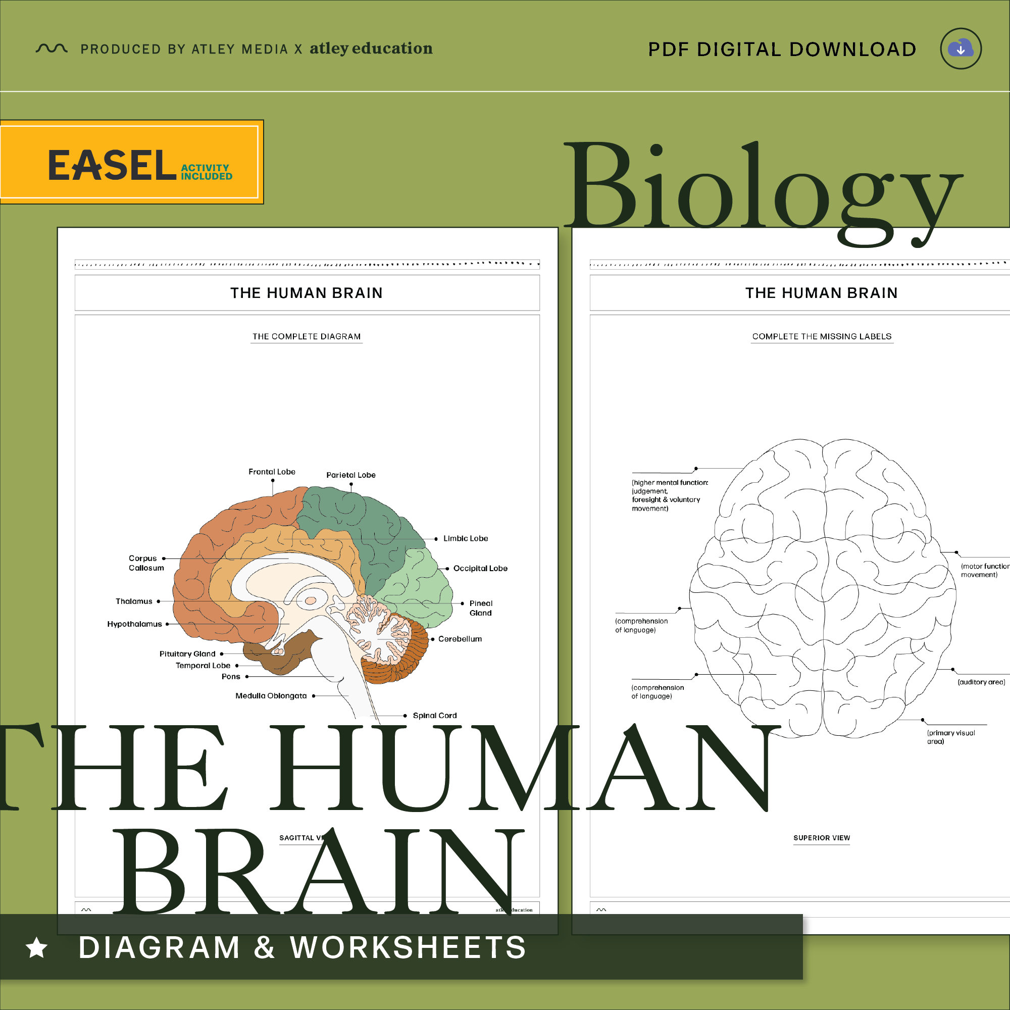 The Human Brain Diagram & Worksheets Science Educational Resource - Etsy