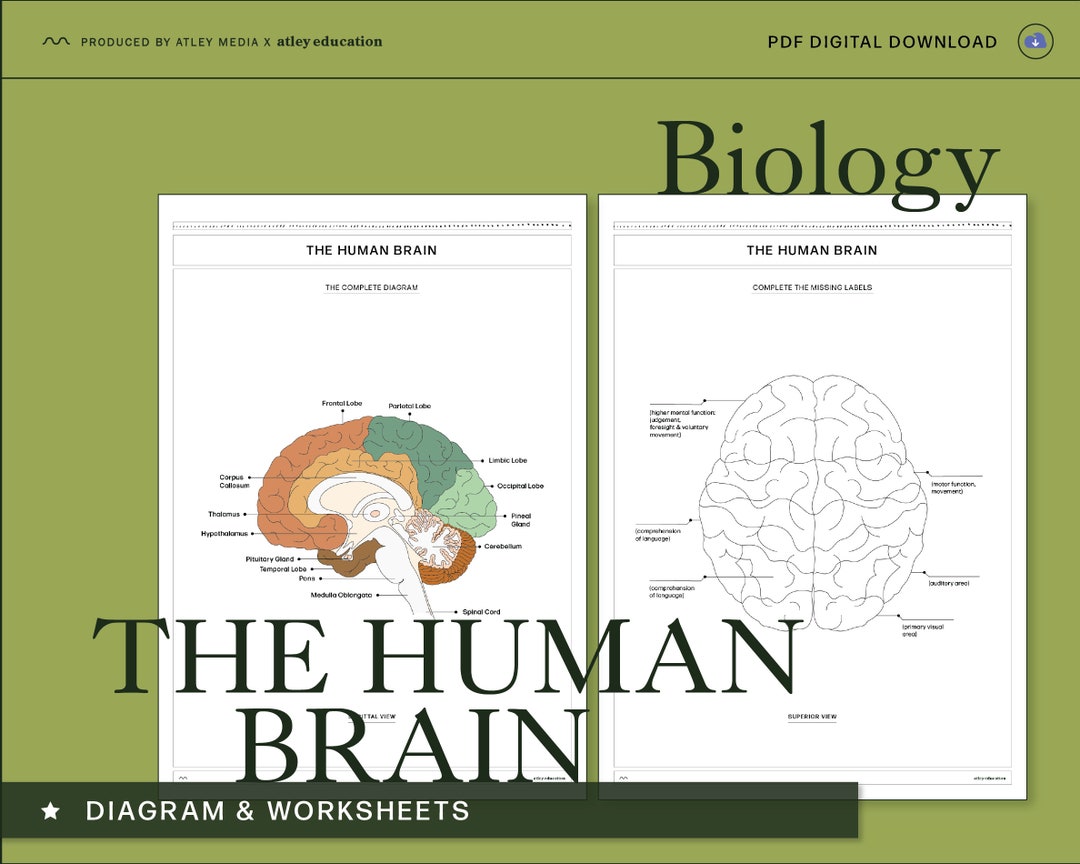 The Human Brain Diagram & Worksheets Science Educational Resource - Etsy