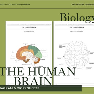 The Human Brain Diagram & Worksheets Science Educational Resource - Etsy