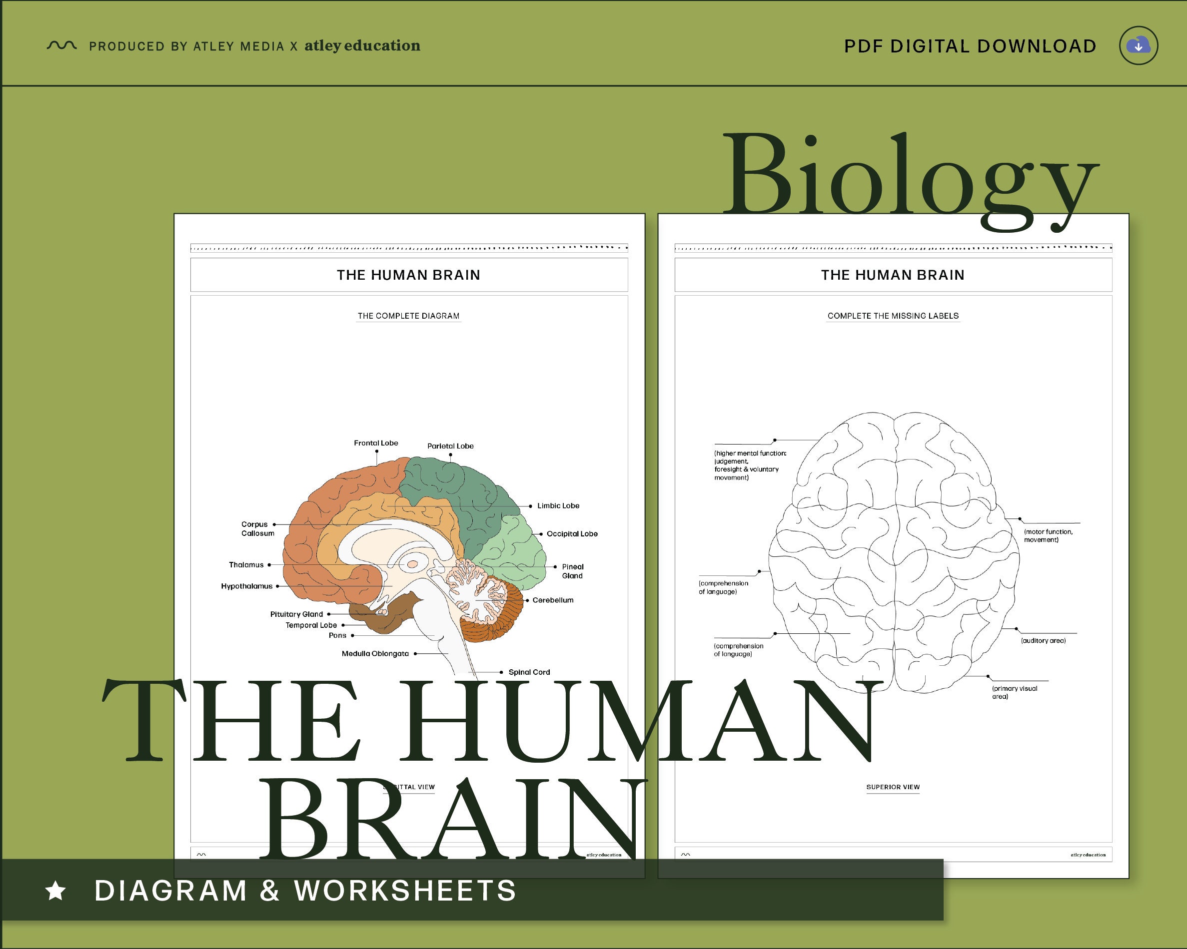 The Human Brain Diagram & Worksheets Science Educational Resource - Etsy