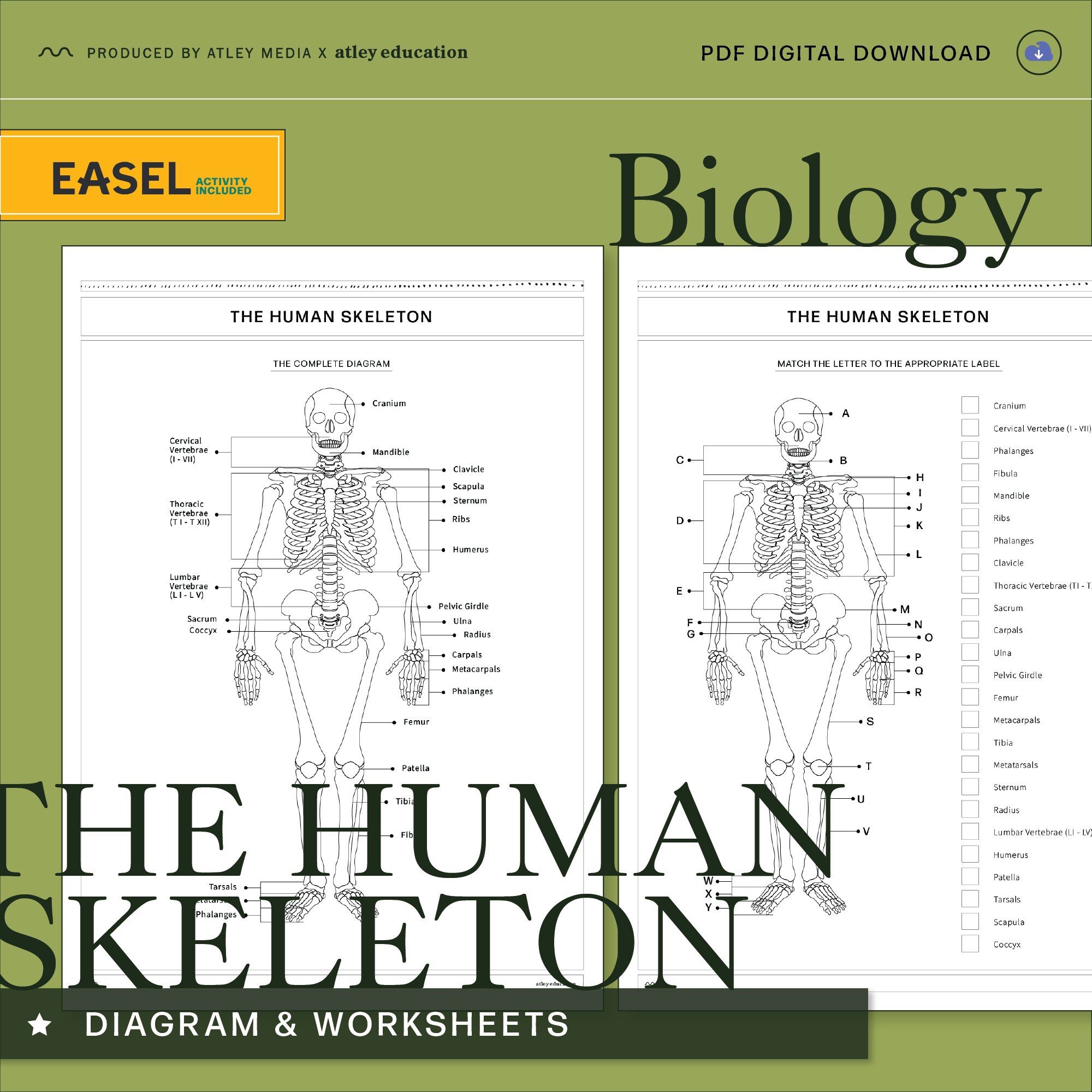 The Human Skeleton Diagram & Worksheets Science Educational Resource - Etsy