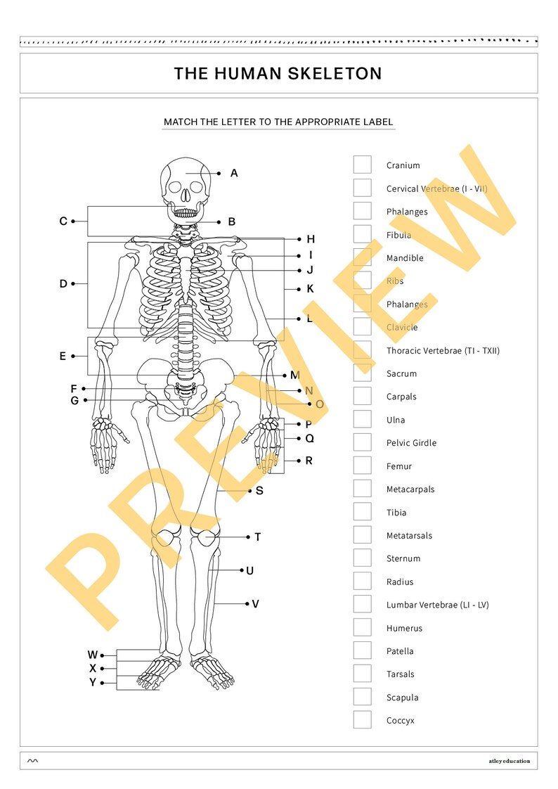 The Human Skeleton Diagram Worksheets & Flashcards Science Educational ...