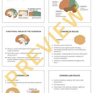 The Human Brain Flashcards - Science Educational Resource - Exam Prep ...