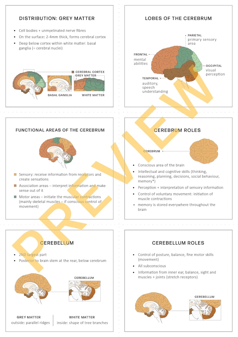 The Human Brain Flashcards - Science Educational Resource - Exam Prep ...