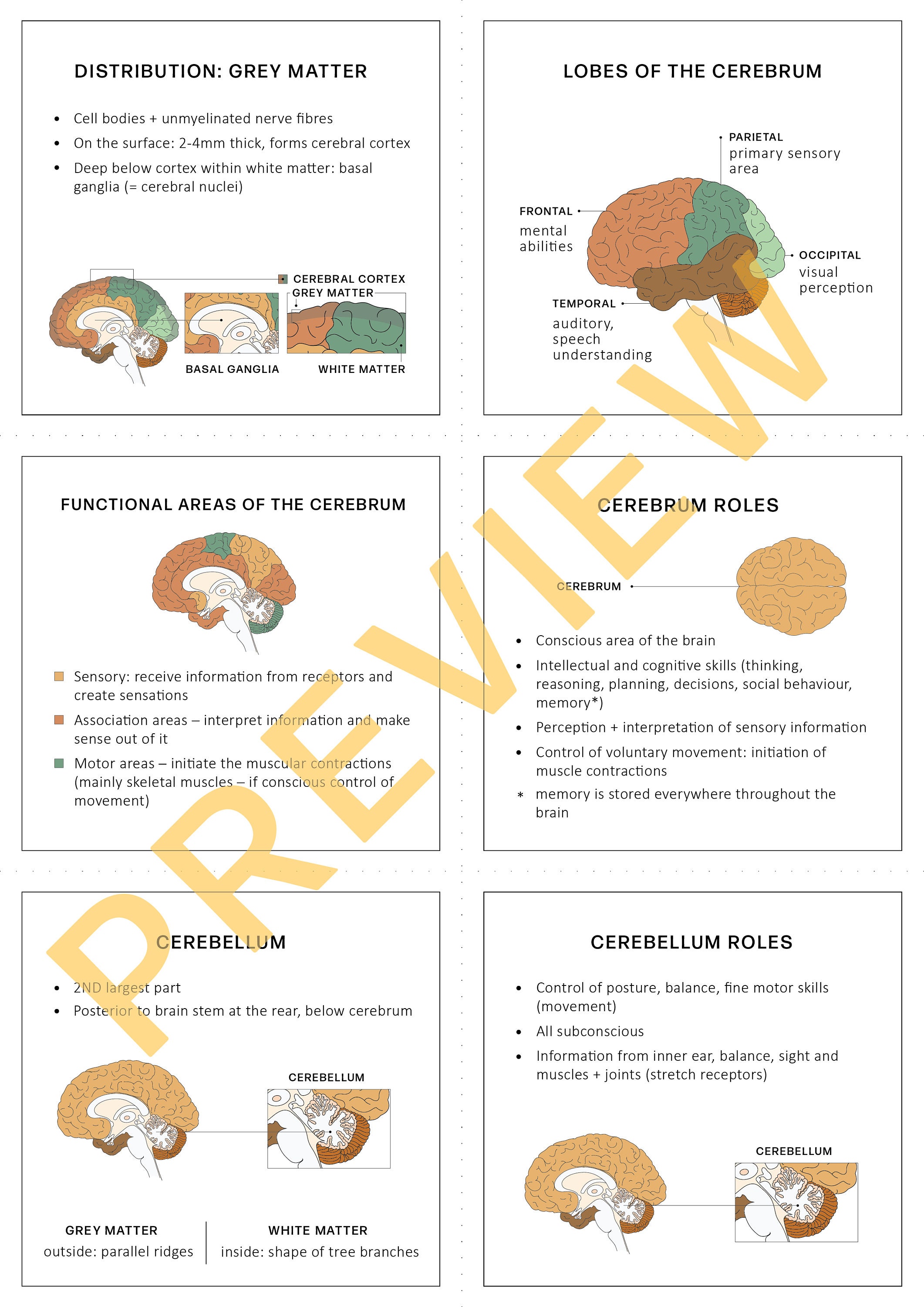 The Human Brain Flashcards - Science Educational Resource - Exam Prep ...