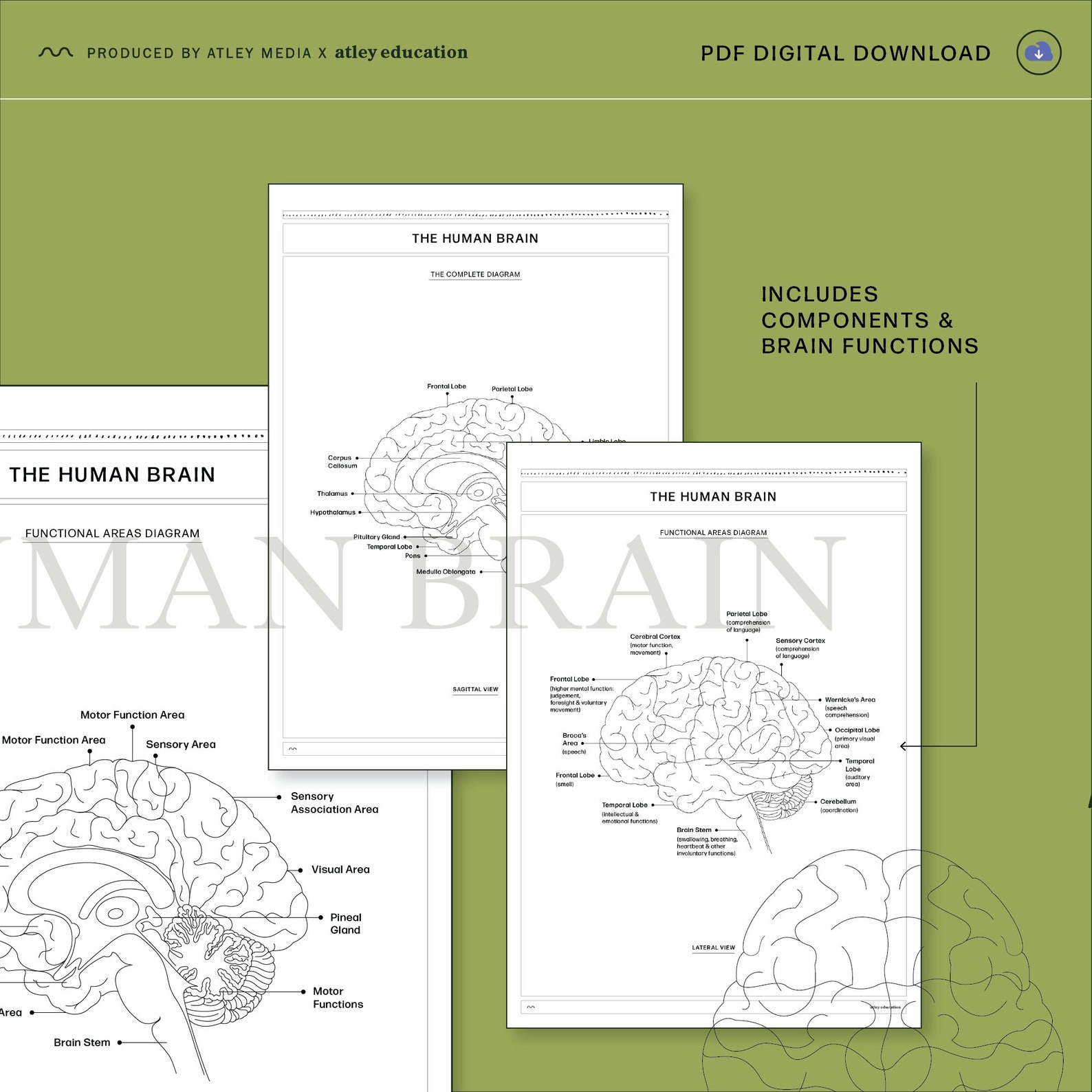 The Human Brain Diagram & Worksheets - Science Educational Resource ...