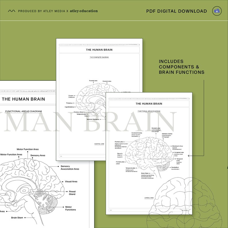 The Human Brain Diagram & Worksheets - Science Educational Resource ...