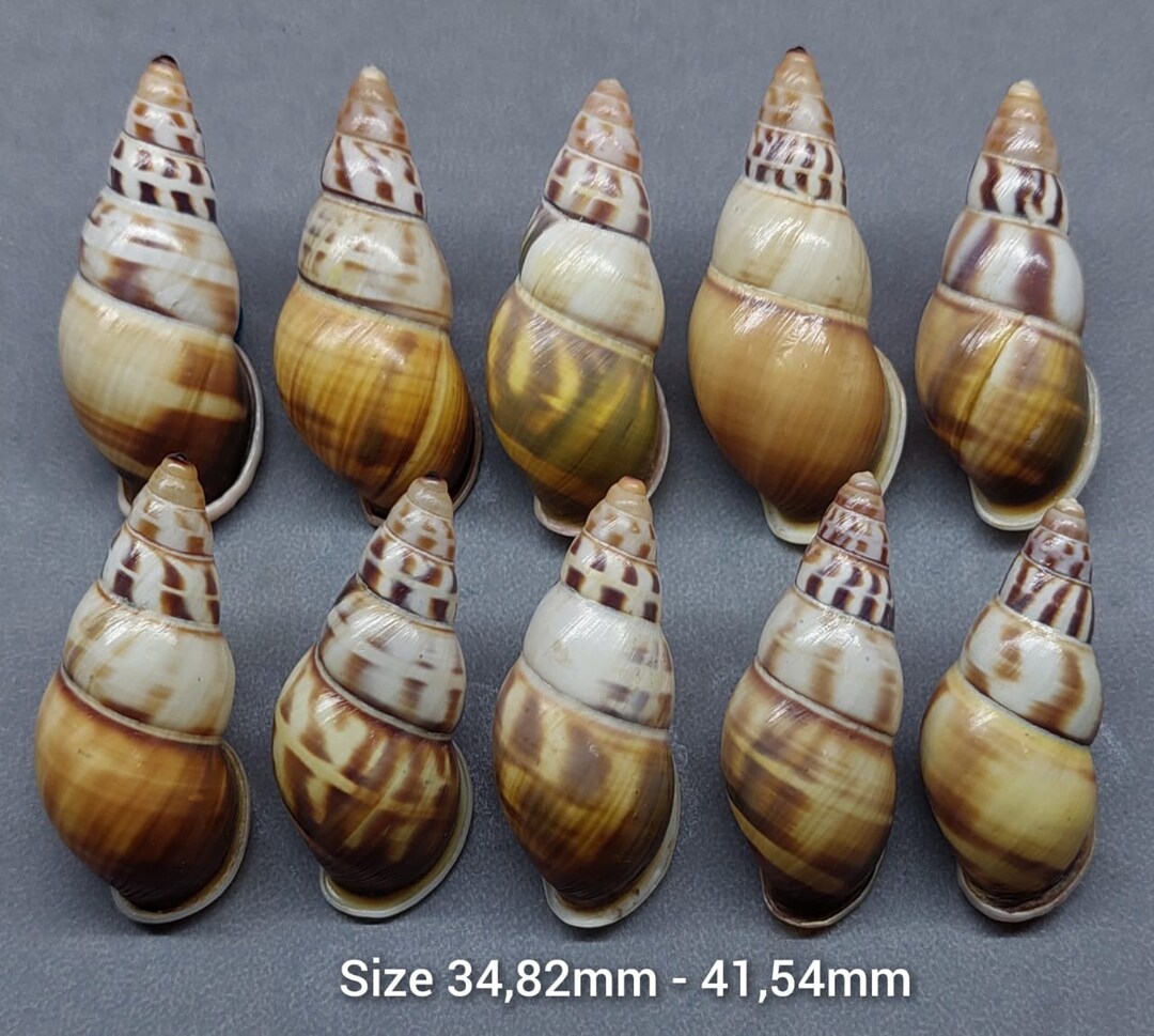 Land Snails Amphidromus Sea Shell for the Decoration Room, Art and ...