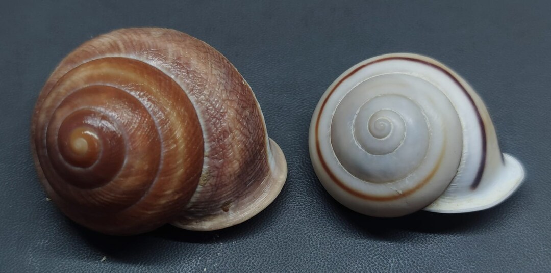Land Snails 2 Pcs , RARE SNAIL Sea Shell for the Decoration Room, Art ...