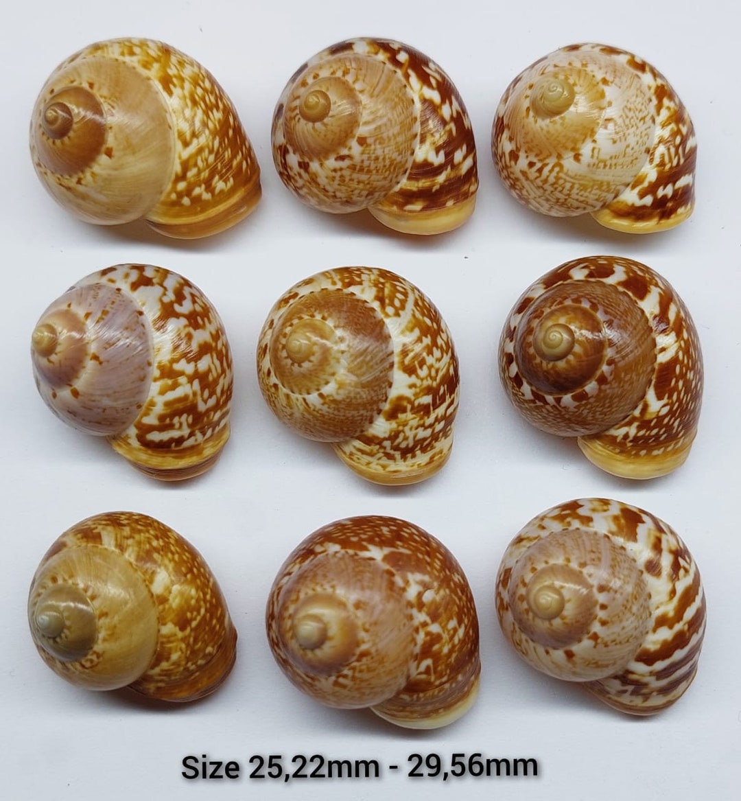 Land Snails , Asperitas Sea Shell for the Decoration Room, Art and ...