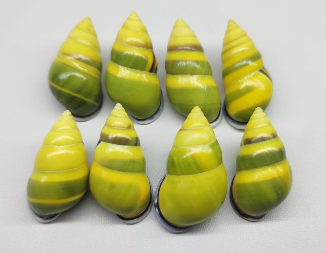 Land Snails 8 Pcs , Amphidromus Sea Shell for the Decoration Room, Art ...