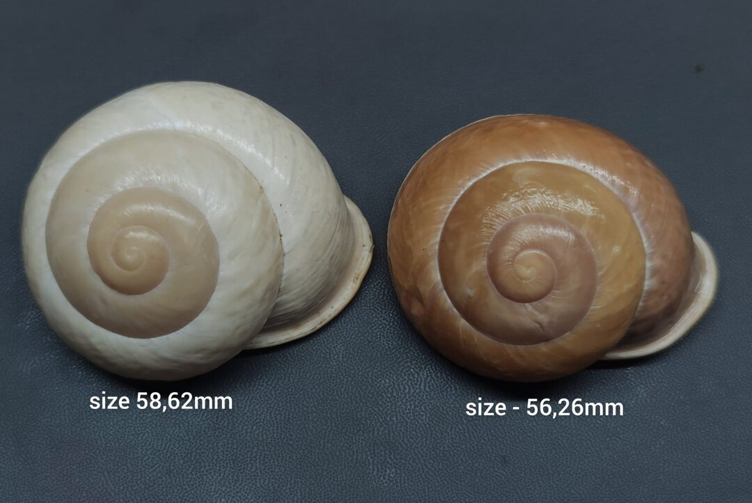 Land Snails 2 Pcs , RARE SNAIL Sea Shell for the Decoration Room, Art ...