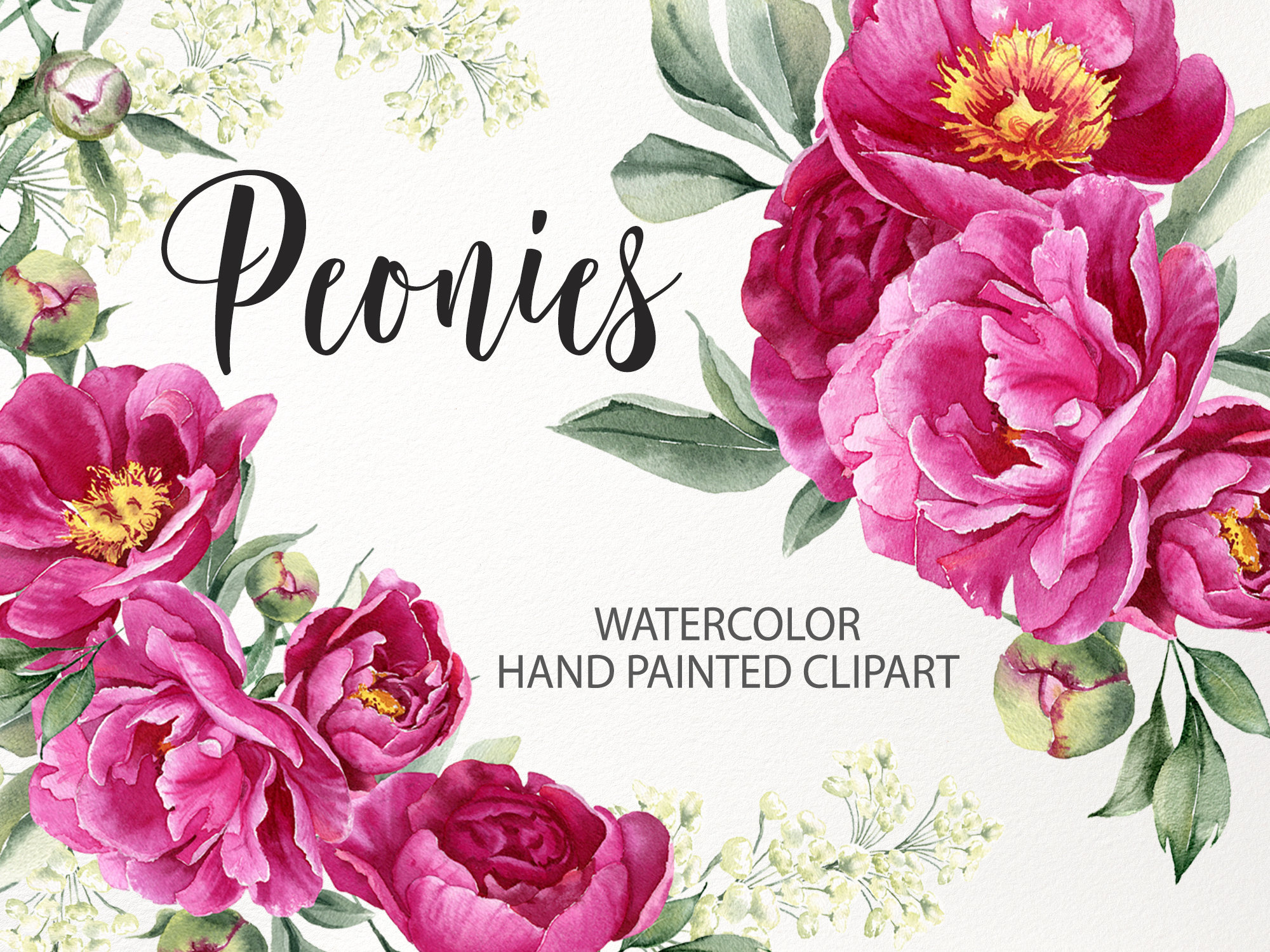 Single Pink Peony Clipart