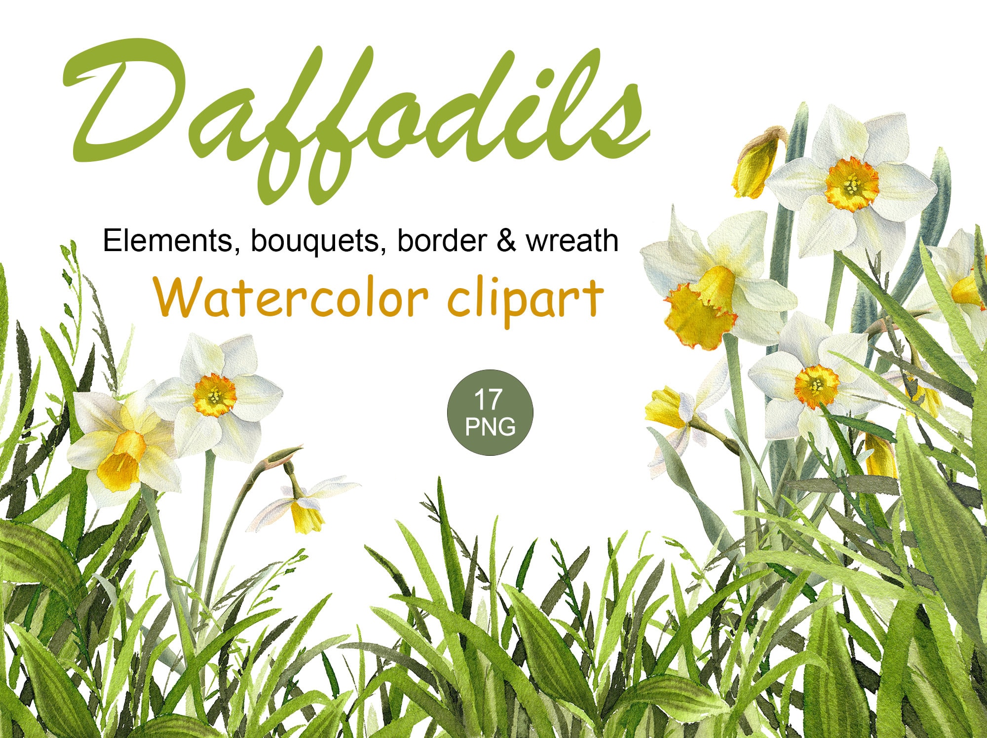 Daffodil Border Clipart