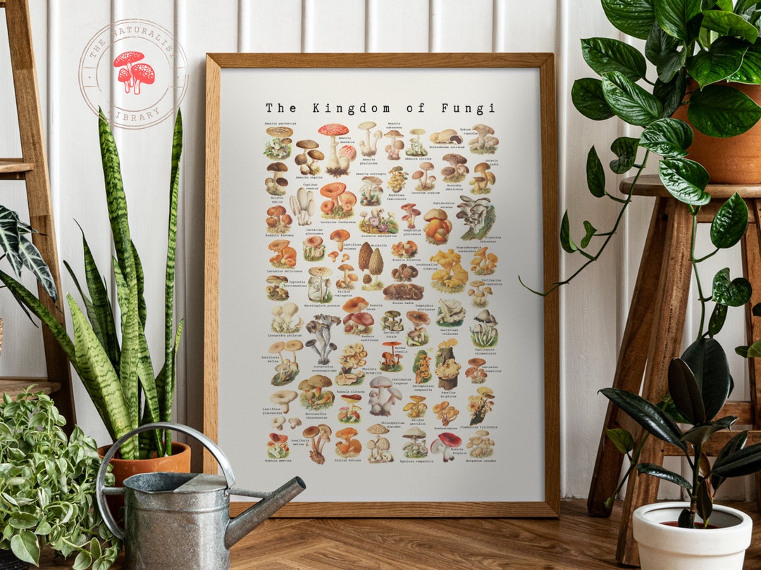 Vintage Mushroom Poster Antique Mycology Illustration Scientific Fungi ...