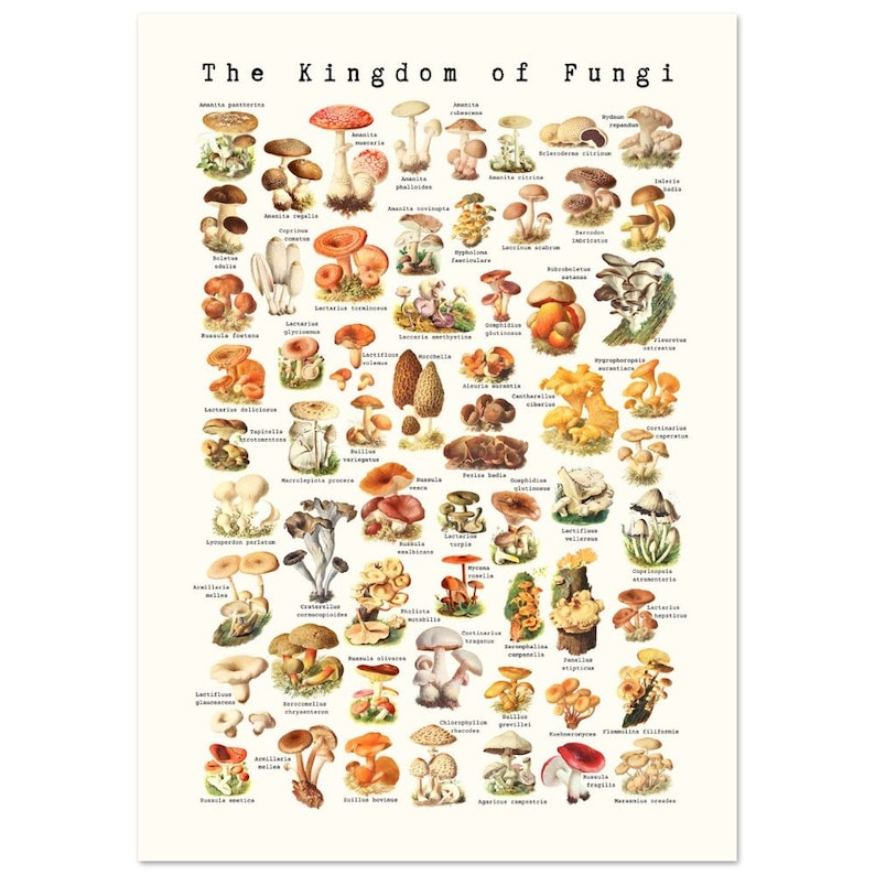 Vintage Mushroom Poster Antique Mycology Illustration Scientific Fungi ...