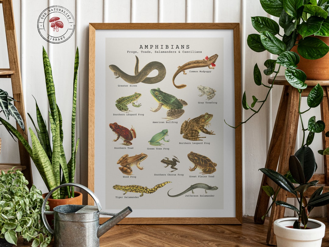 Vintage Amphibian Poster - Antique Batrachology Illustration ...