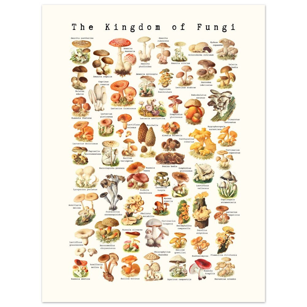 Vintage Mushroom Poster - Antique Mycology Illustration - Scientific ...