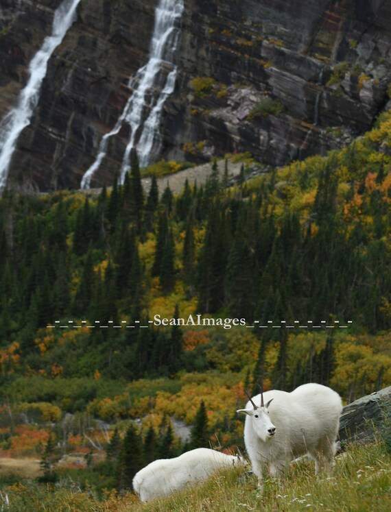 Mountain Goats Falling