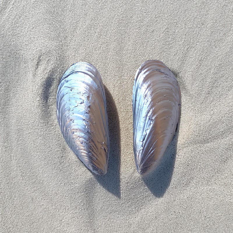 Mussel Shell Earring - Etsy