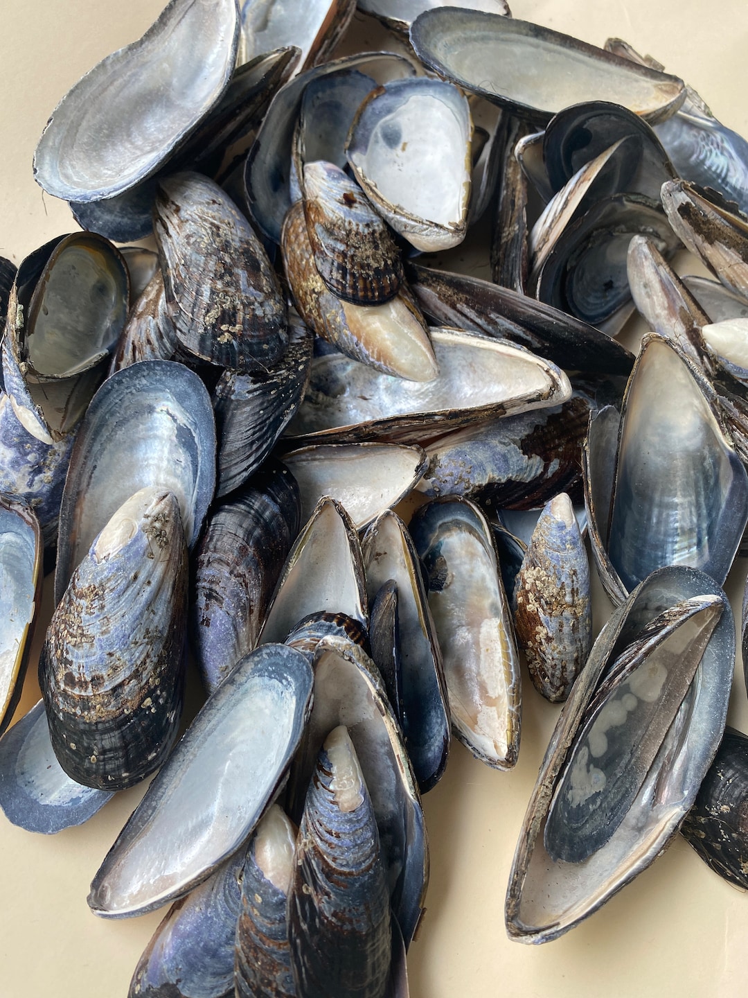 California Mussel Shells 8oz Bulk, Beach Art & Craft Supplies ...