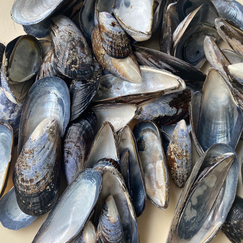 Mussel Shells - Etsy