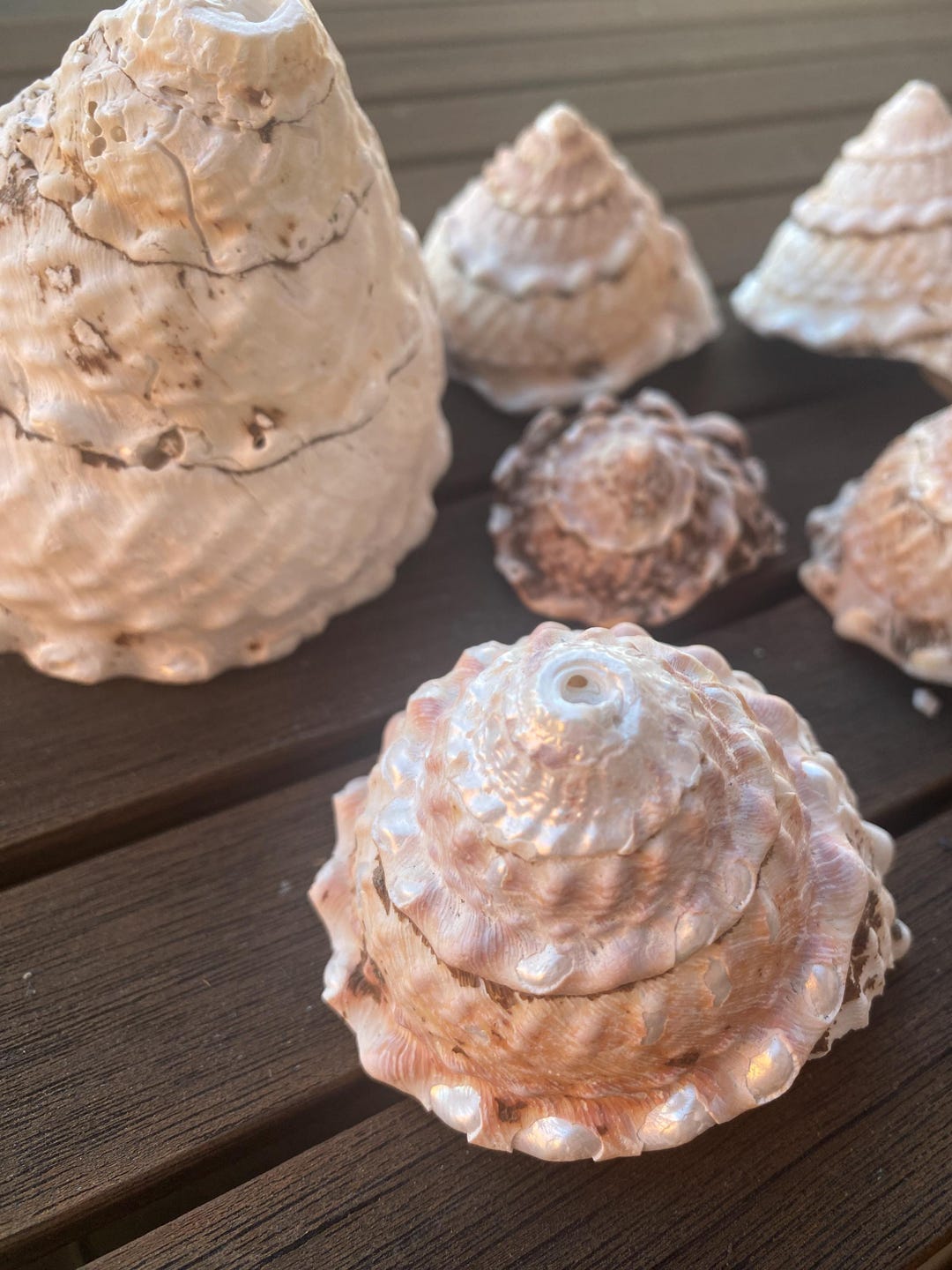 California Turban Spiral Shell Set Unpolished Assorted Sizes, Small Med ...