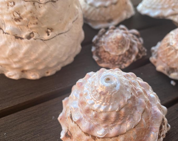 California Turban Spiral Shell Set Unpolished Assorted Sizes, Small Med ...