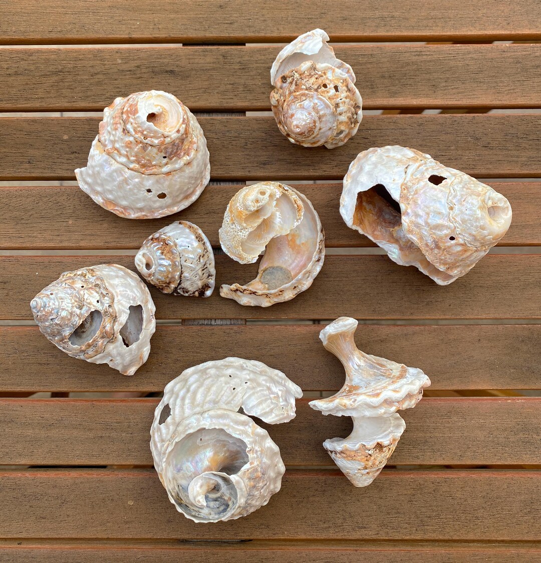 California Turban Spiral Shell Fragments Unpolished Assorted Sizes ...