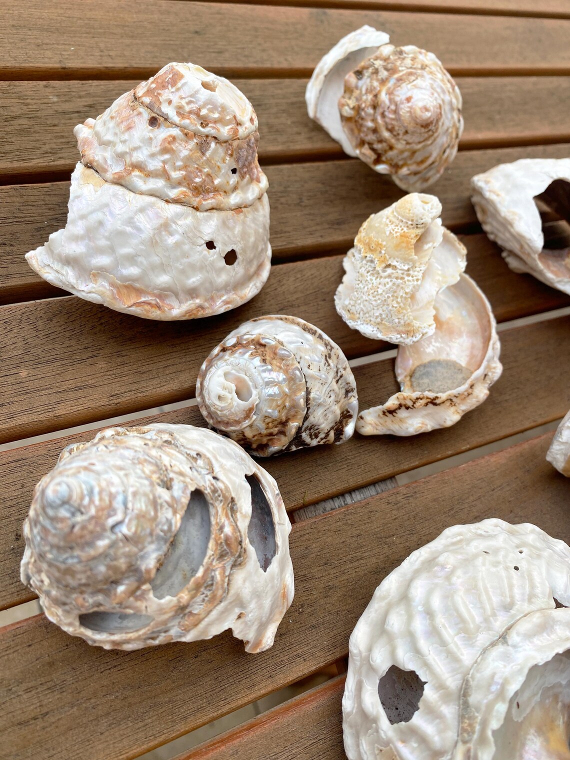 California Turban Spiral Shell Fragments Unpolished Assorted Sizes ...