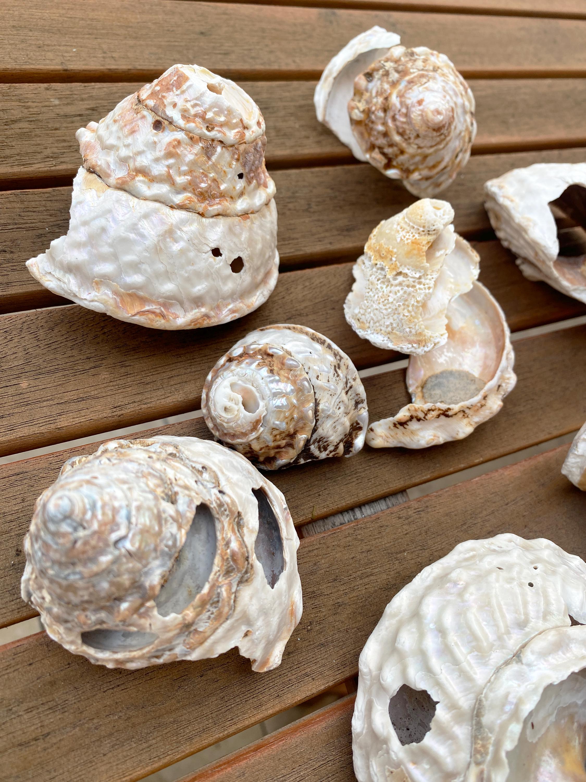 California Turban Spiral Shell Fragments Unpolished Assorted Sizes ...