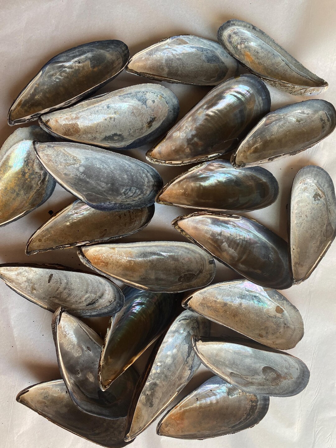 Extra Large Mussel Shells for Arts and Crafts Projects, Set of 6 Loose ...