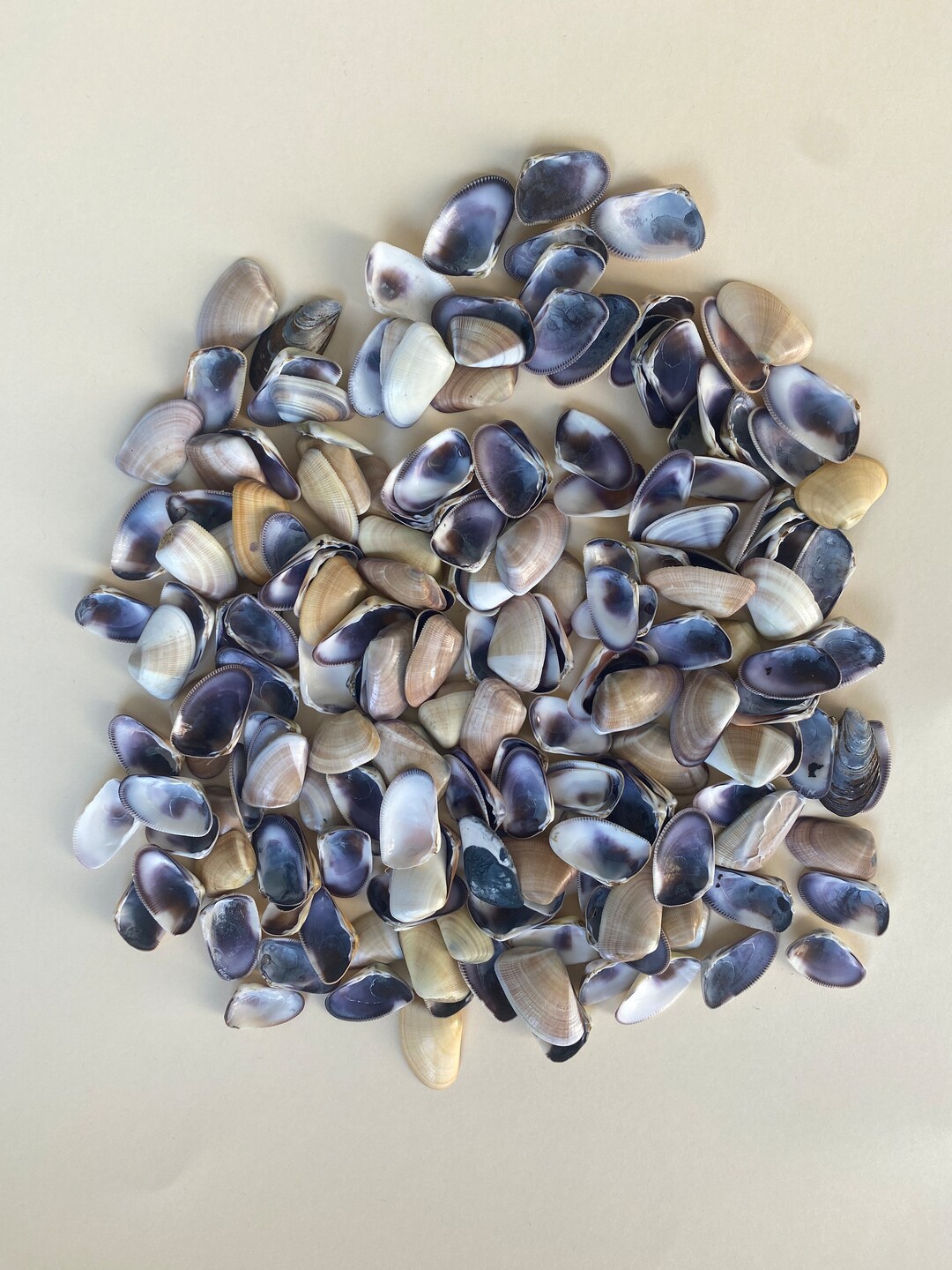 Coquina Shells for Art and Craft Supplies Natural Coquina Seashell Bulk ...