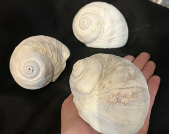 Moon Snail Shell - Etsy