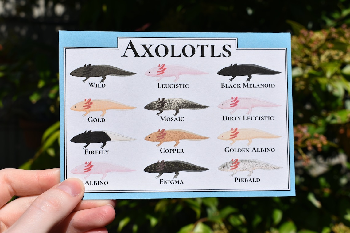 Types of Axolotls A5/A4 Size Posters - Etsy