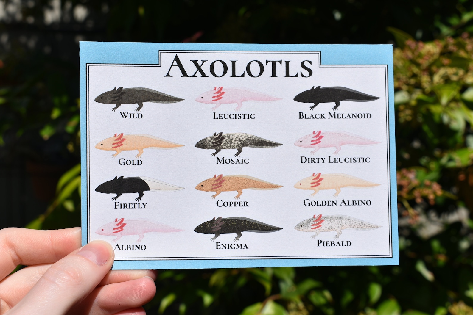 Types of Axolotls A5/A4 Size Posters - Etsy