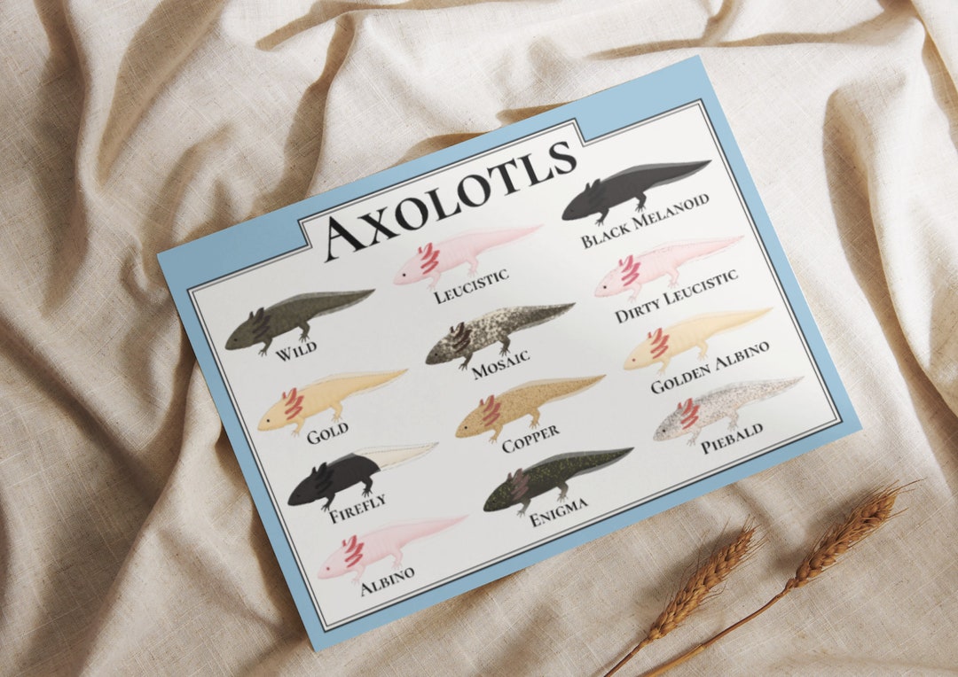 Types of Axolotls A5/A4 Size Posters - Etsy