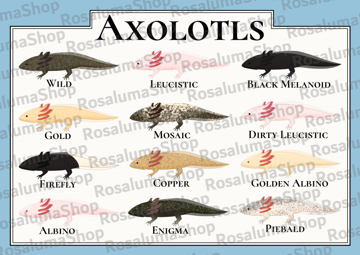 Types of Axolotls Illustration DIGITAL DOWNLOAD - Etsy