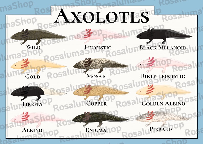 Types of Axolotls A5/A4 Size Posters - Etsy