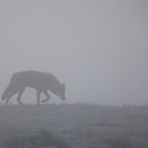 Art Print Wolf in Fog Wildlife Photography Rustic Decor Wolf Print Wall ...