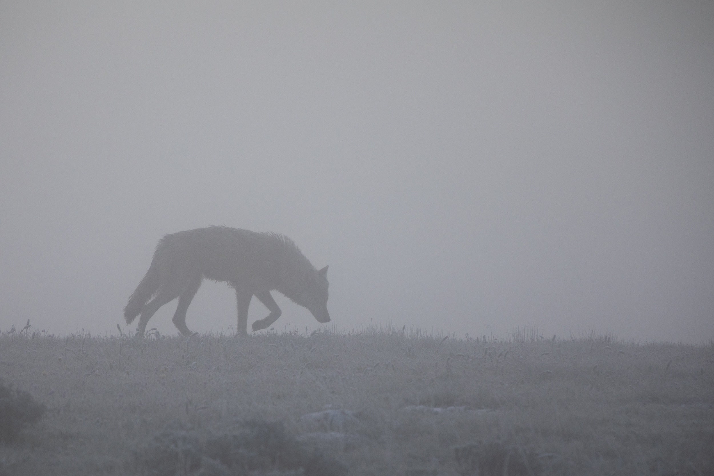 Art Print Wolf in Fog Wildlife Photography Rustic Decor Wolf Print Wall ...