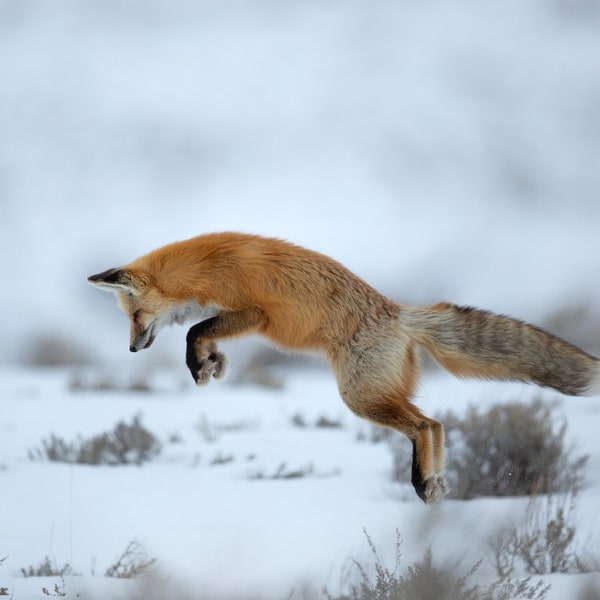 Leaping Fox - Etsy
