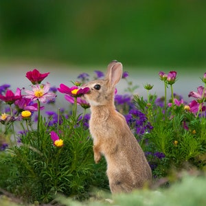 Photographic Print of Rabbit Eating Flowers in Colorado - Etsy