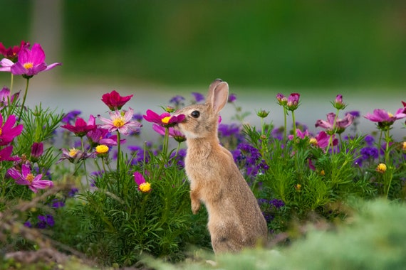 Bunny Eating Flower