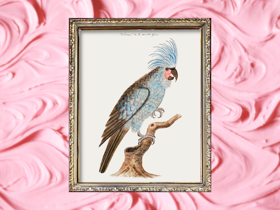 Digital Print Palm Cockatoo for Bird Watching Lovers, Blue Bird ...