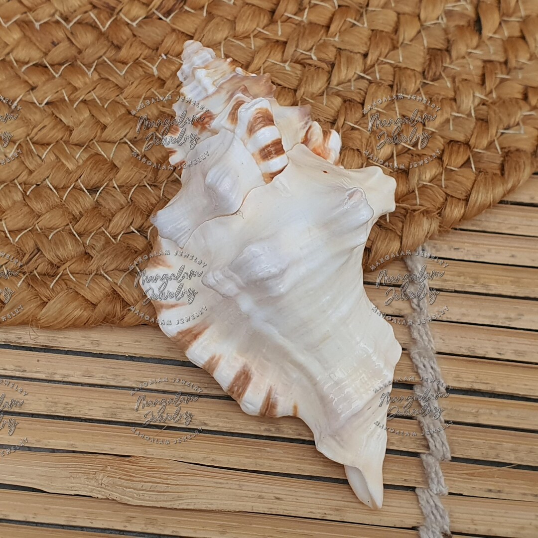 Very Rare Ganesh Conch, Lord Ganesh Conch, Shri Laxmi Shankh for Pooja ...
