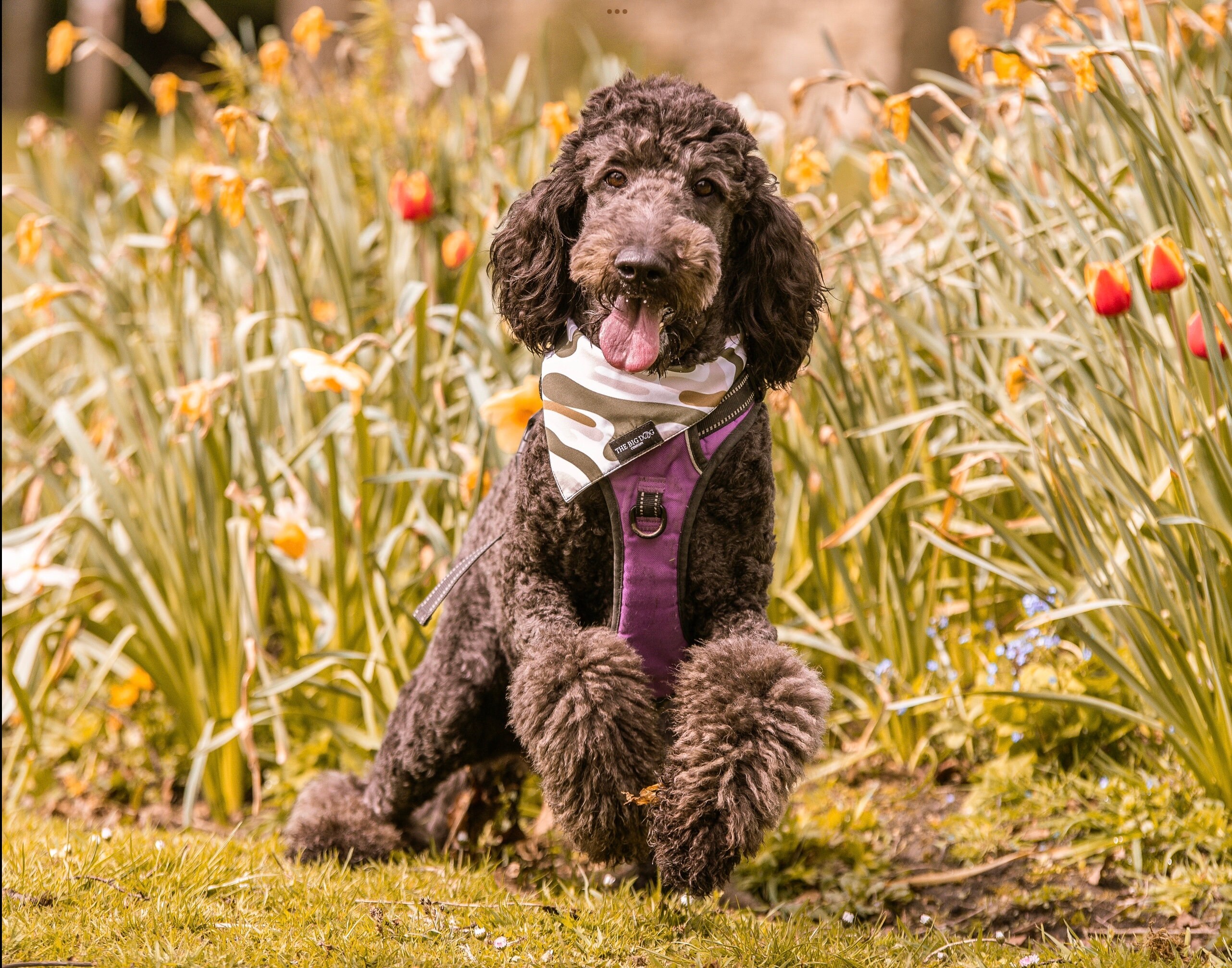 The Big Dog Company L UK Brand L Unique Design & Pattern L Dog Bandana ...